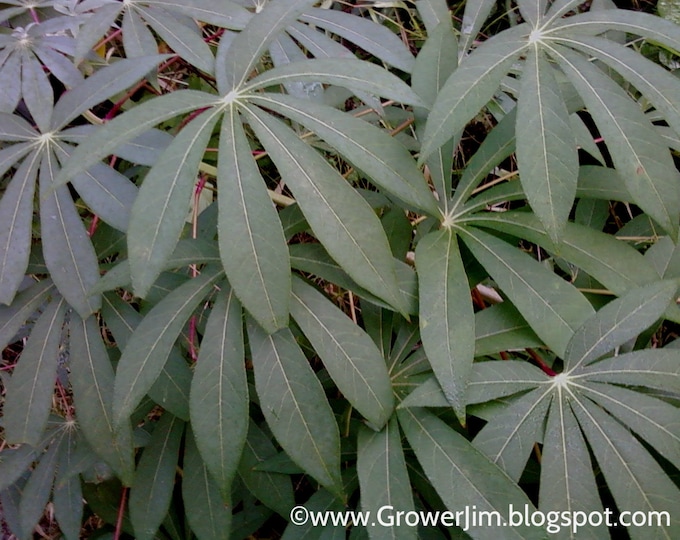 Australian Umbrella Tree Plant Schefflera Actinophylla Heptapleurum ...