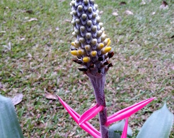 Aechmea Burgundy Bromeliad Offset | Etsy