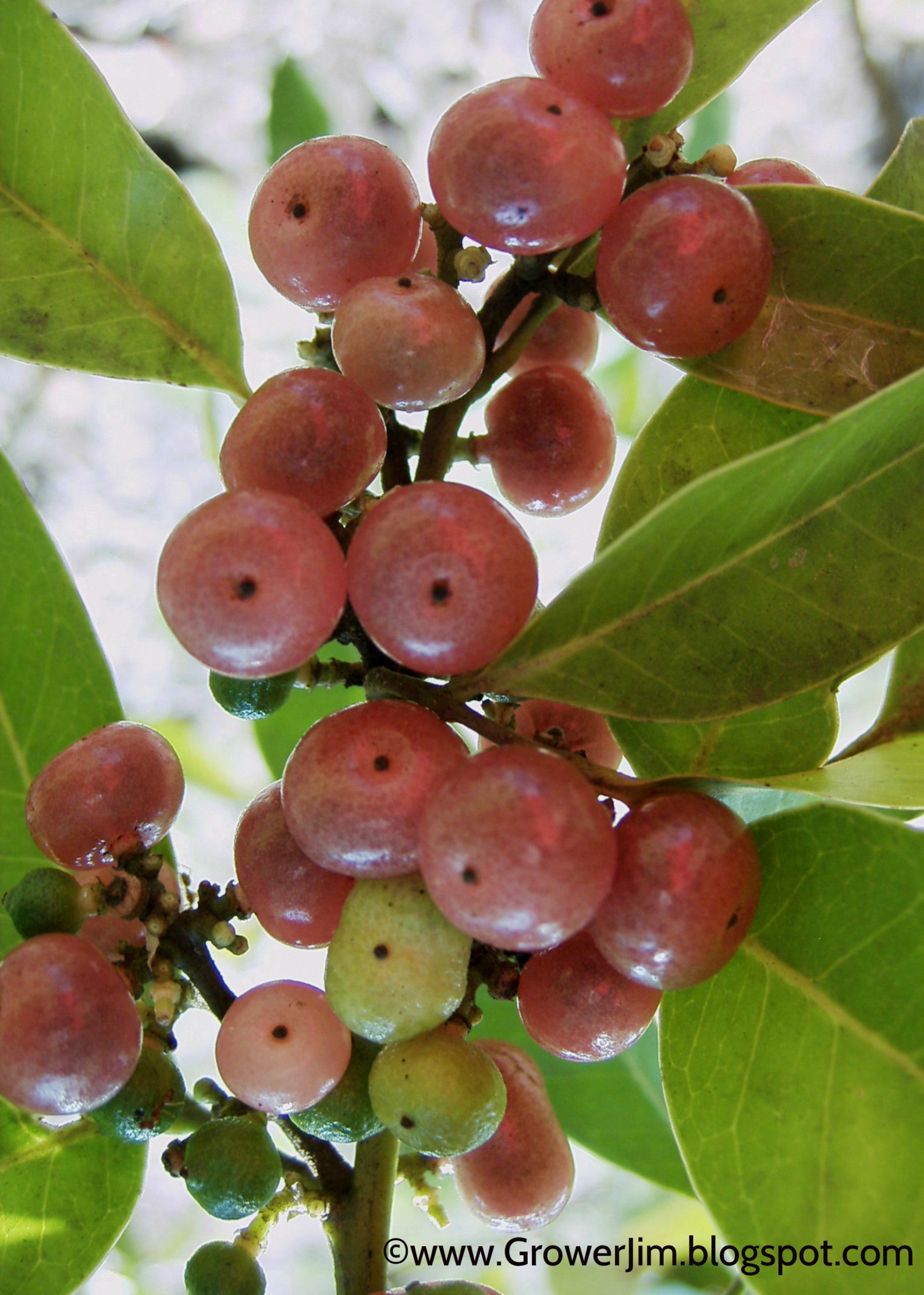 Glycosmis Pentaphylla ginberry Orangeberry 15 Fresh Seeds - Etsy
