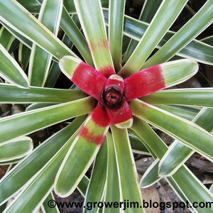 Neoregelia Sheba Bromeliad Offset for Shade or SUN - Etsy