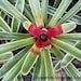 Neoregelia Sheba Bromeliad Offset for Shade or SUN - Etsy