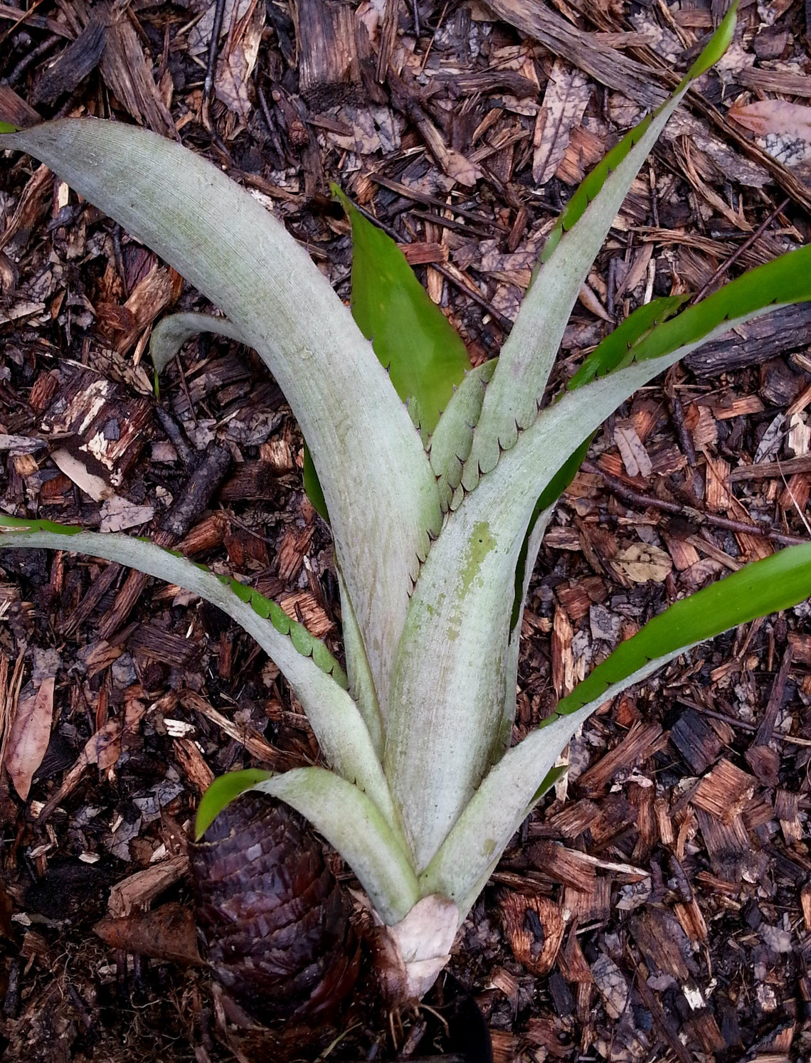 Aechmea Maculata Bromeliad Offset - Etsy