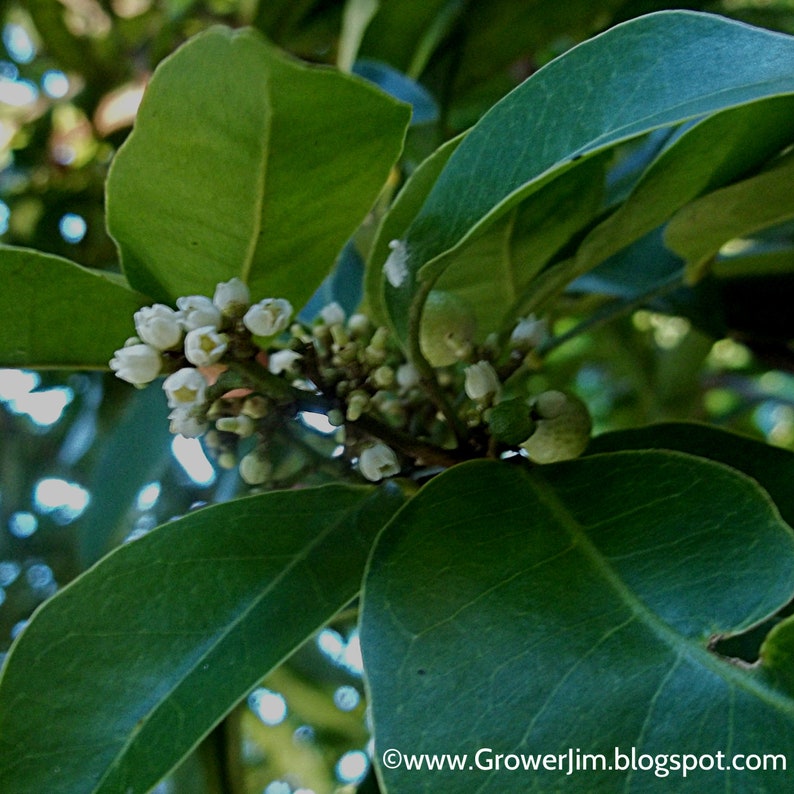 Glycosmis Pentaphylla (ginberry, Orangeberry) 15 Fresh Seeds Harvested ...