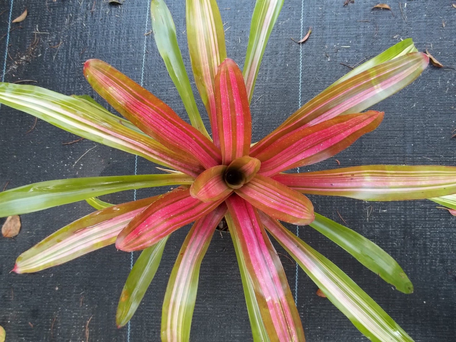 Neoregelia Martin Bromeliad Offset for Shade or SUN - Etsy
