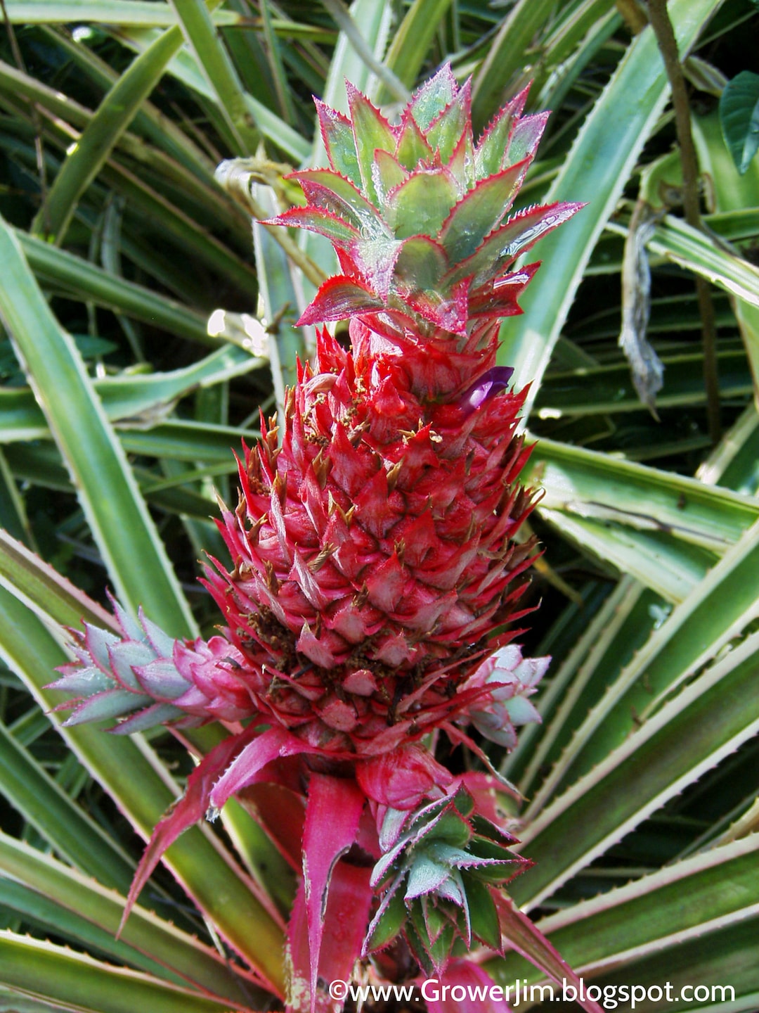 Red Ornamental Pineapple, Ananas 'bracteatus' Crown, Slip or Sucker - Etsy