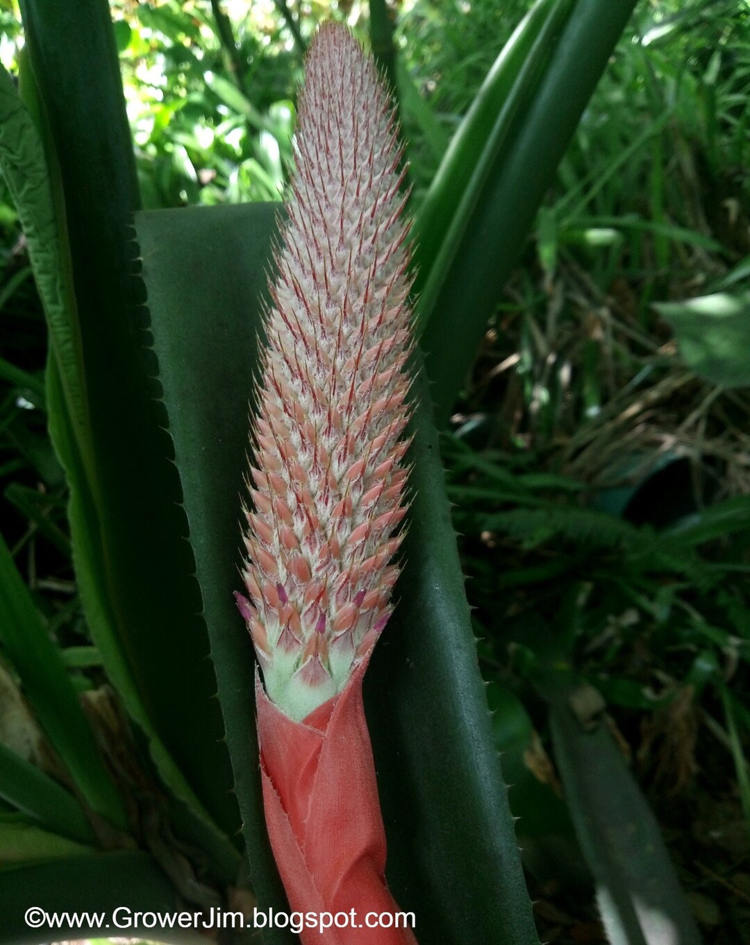 Aechmea Alopecurus Bromeliad Offset - Etsy