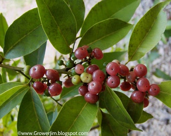 Glycosmis Pentaphylla (ginberry, Orangeberry) 15 Fresh Seeds Harvested ...