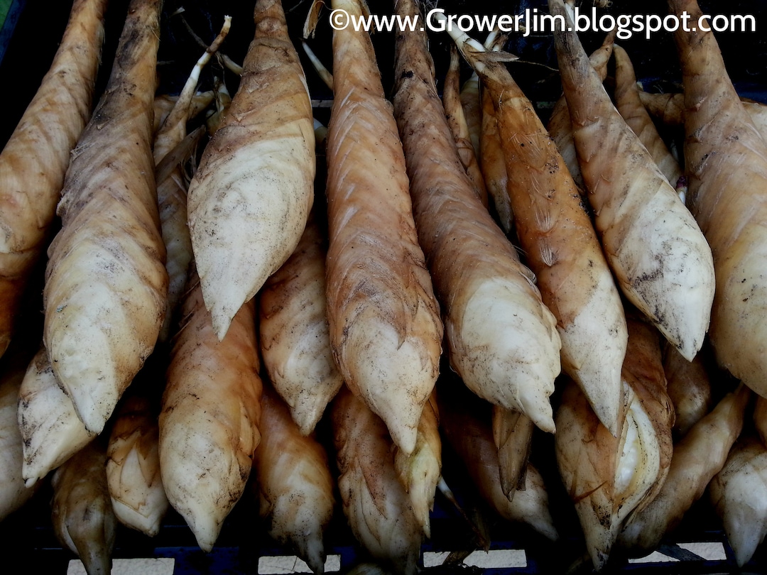 Arrowroot (maranta Arundinaceae) 5 Tubers/rhizomes for Planting - Etsy