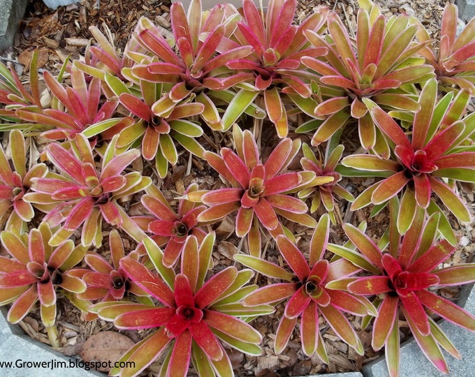 Neoregelia Sheba Bromeliad Offset for Shade or SUN! - Etsy
