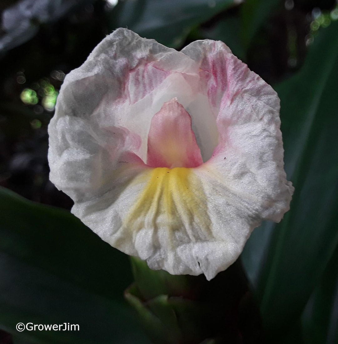 Costus Arabicus Ginger Rhizome - Etsy