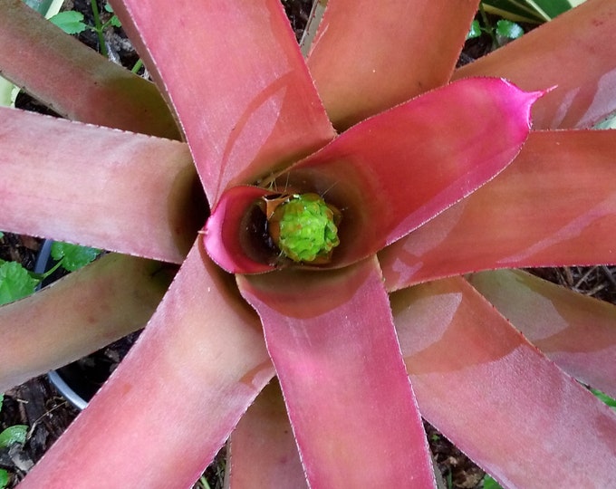 Neoregelia Cruenta Rubra Bromeliad Offset for SUN! - Etsy