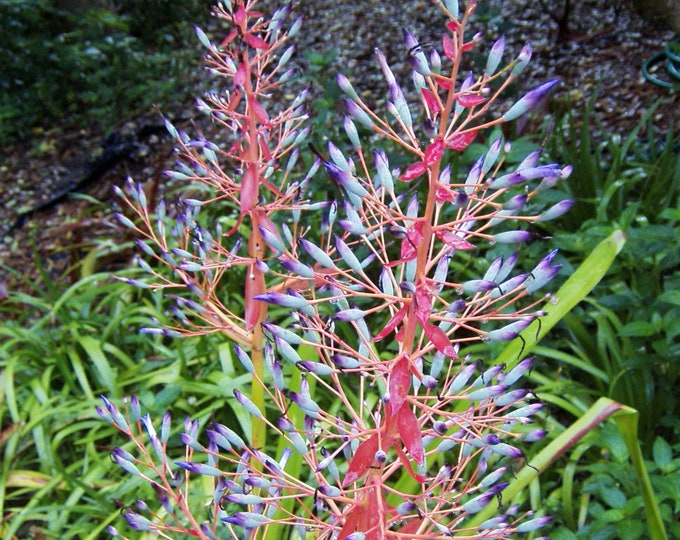 Portea Petropolitana Var. Extensa Bromeliad Offset - Etsy