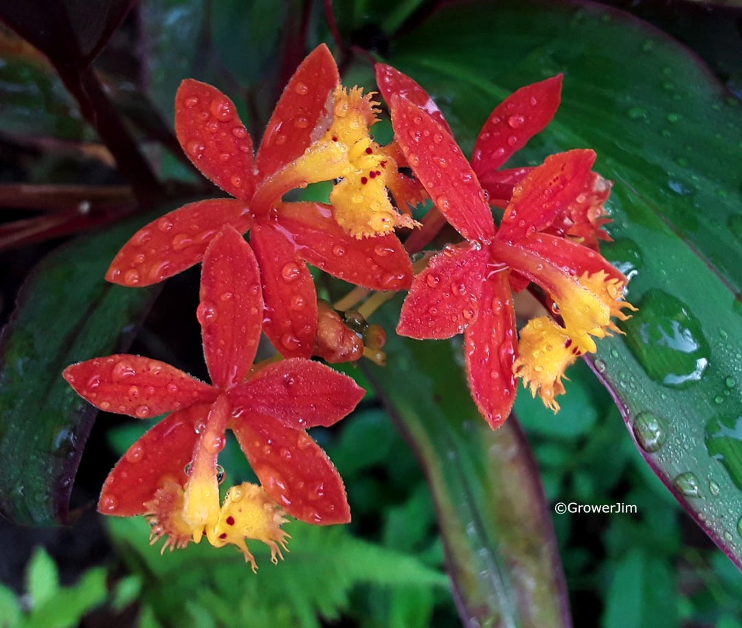 Epidendrum Radicans Reed-stem Orchids - 5 Plants! - Etsy