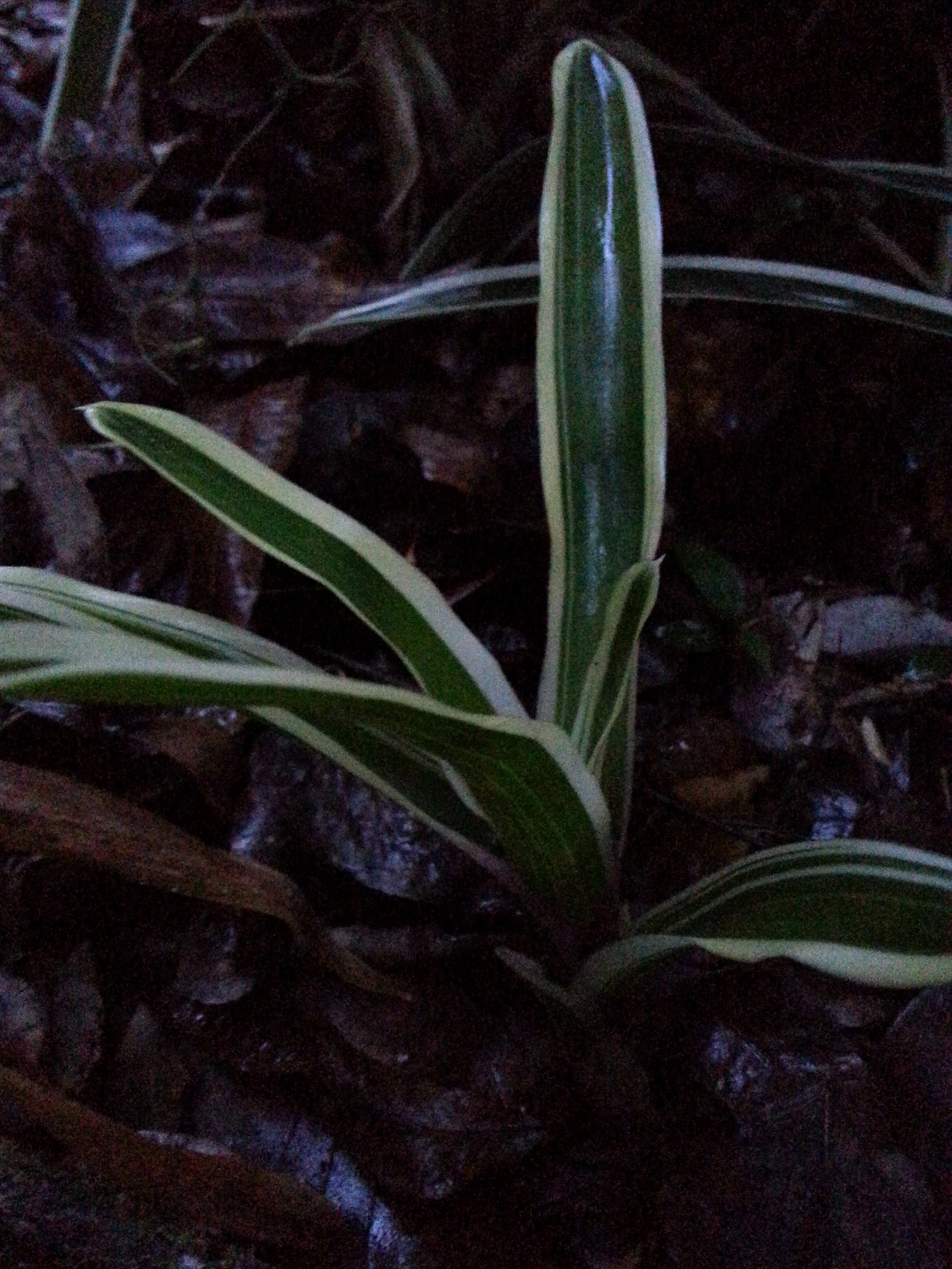 Neoregelia Sheba Bromeliad Offset for Shade or SUN | Etsy