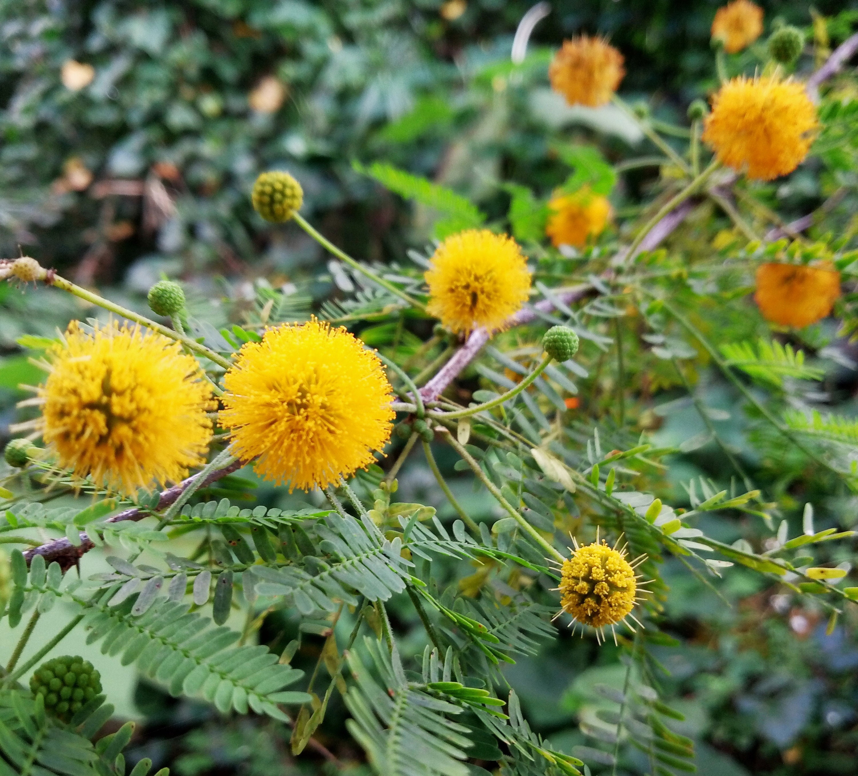 Vachellia Farnesiana (sweet Acacia) 25 Seeds - Etsy