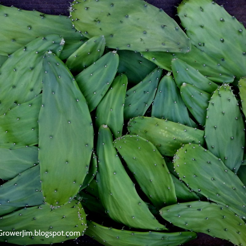 Tortoise House Hide - Etsy