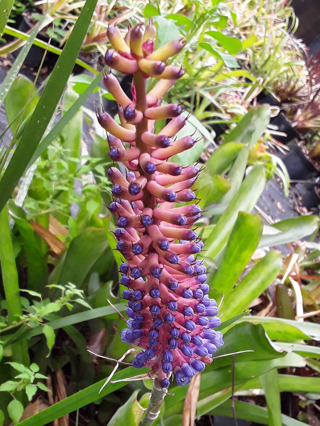 Aechmea "giant Cylindrata" Bromeliad Offset - Etsy