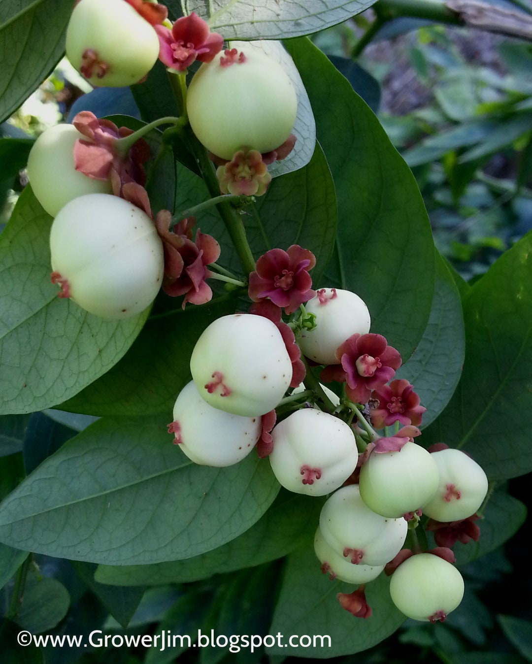 Katuk, Sweetleaf (sauropus Androgynus) Edible-leafed Shrub. 20 FRESH ...