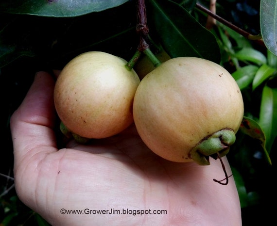 Rose Apple syzygium Jambos Plant - Etsy