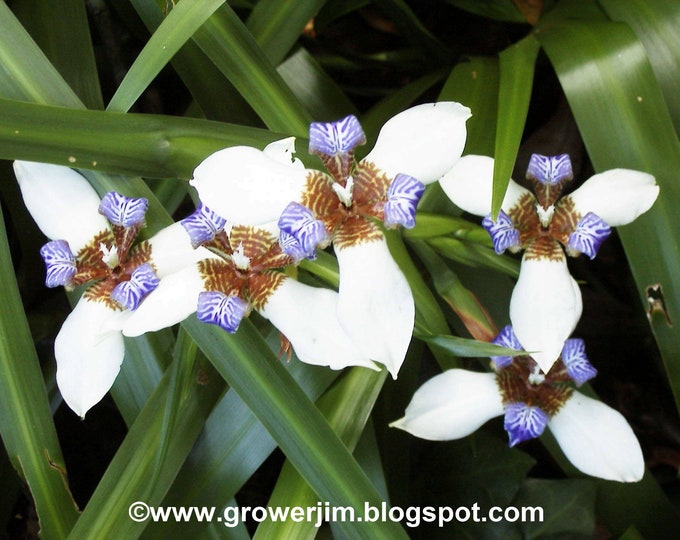 Blue & White Walking Iris (neomarica Gracilis) Plantlets - Etsy