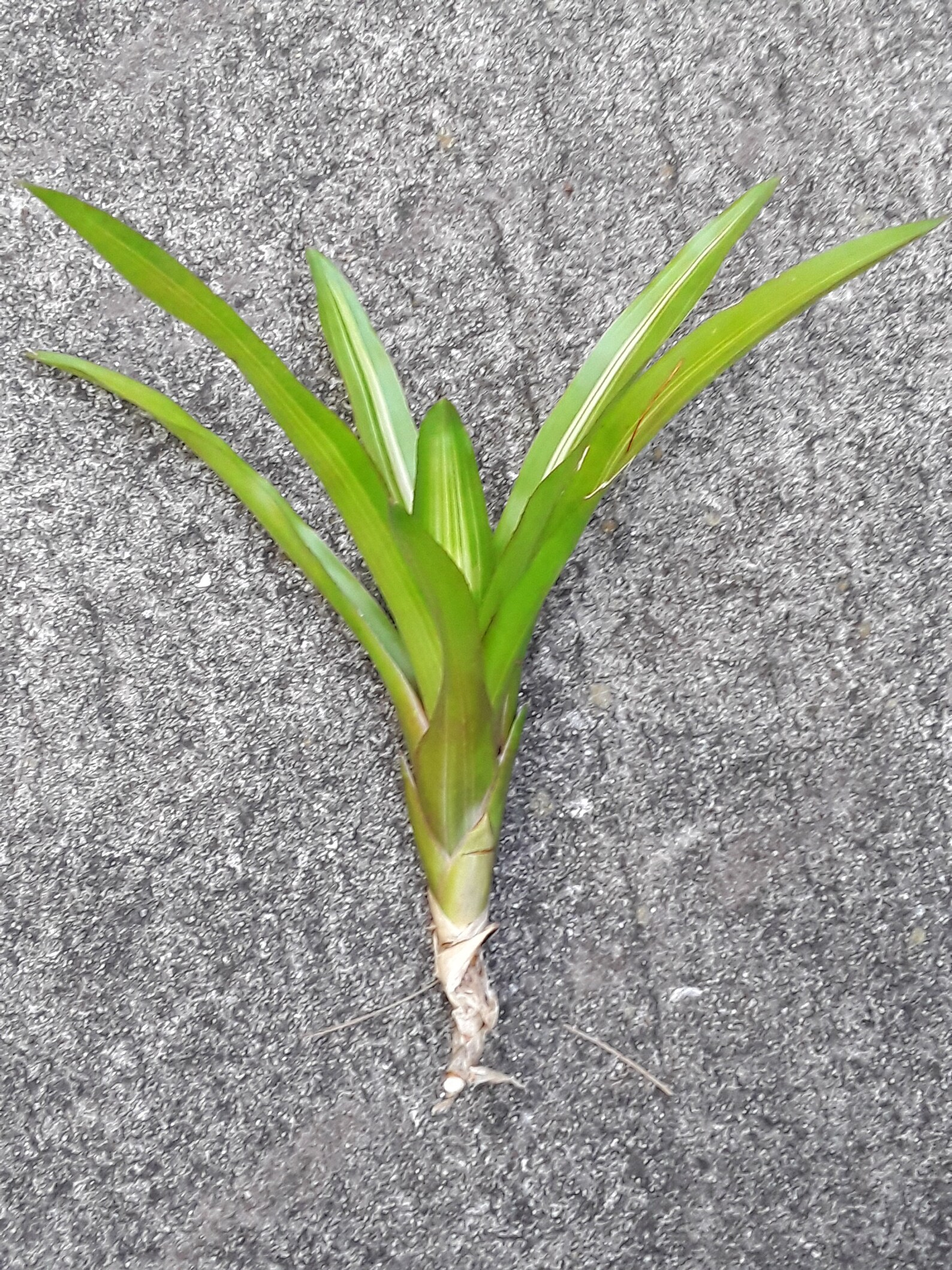 Neoregelia Martin Bromeliad Offset for Shade or SUN - Etsy