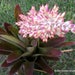 Neoregelia Sheba Bromeliad Offset for Shade or SUN - Etsy