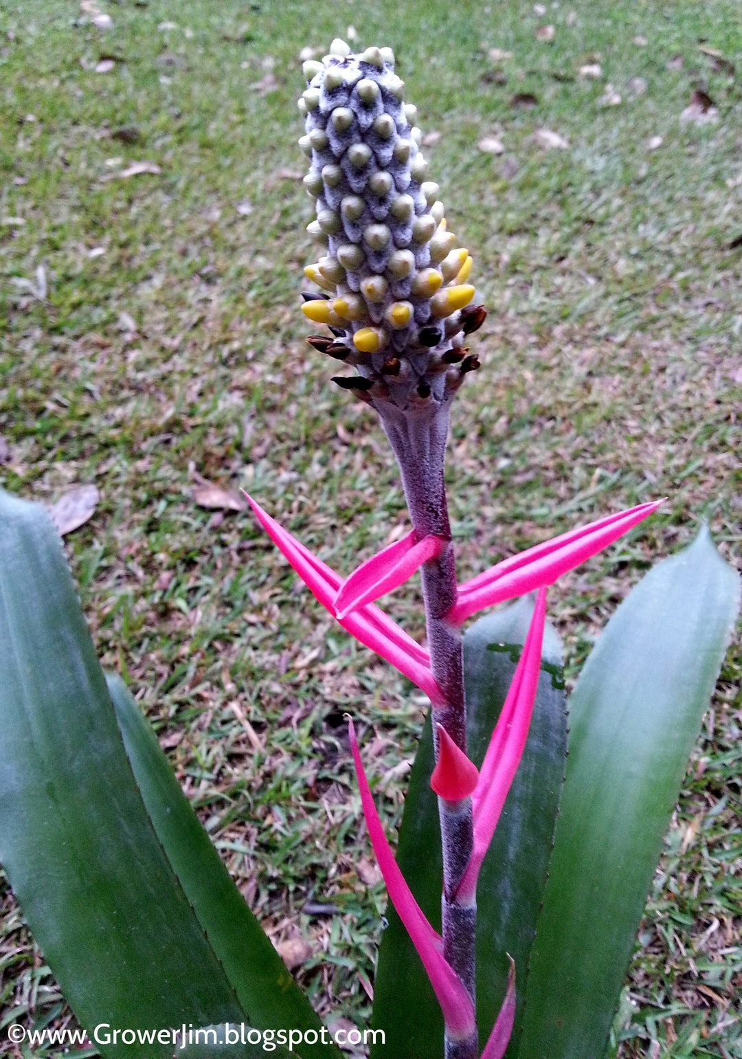 Aechmea Maculata Bromeliad Offset - Etsy