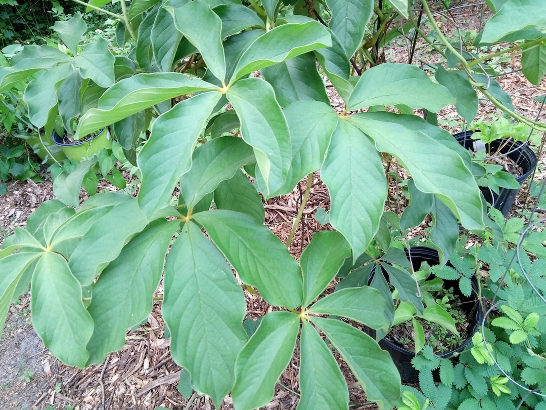 5-leaf Yam (dioscorea Pentaphylla) 2 Aerial Tubers for Planting - Etsy