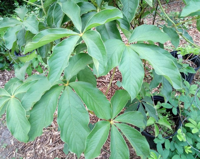 5-leaf Yam (dioscorea Pentaphylla) 2 Aerial Tubers for Planting - Etsy