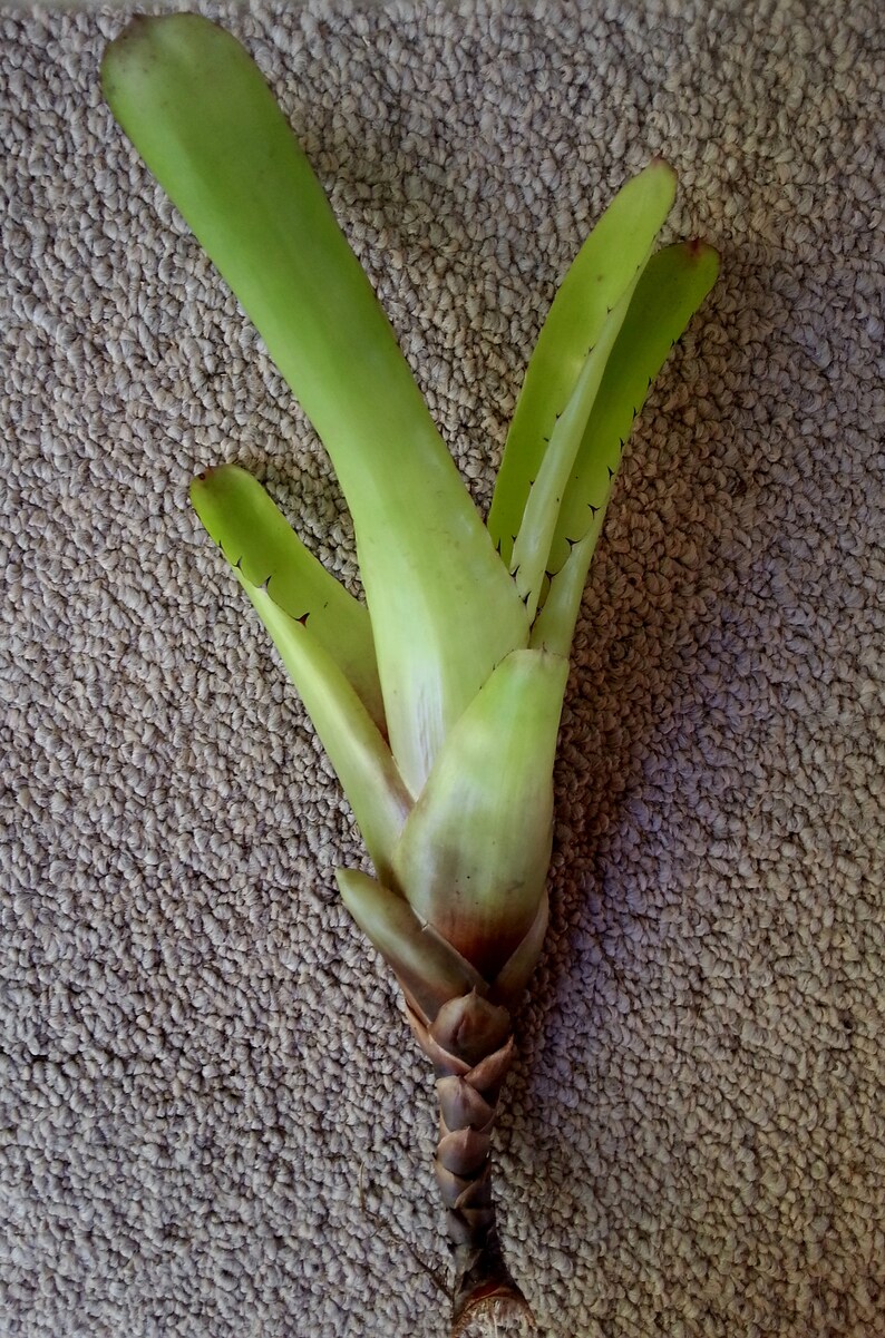 Portea Petropolitana Var. Extensa Bromeliad Offset - Etsy