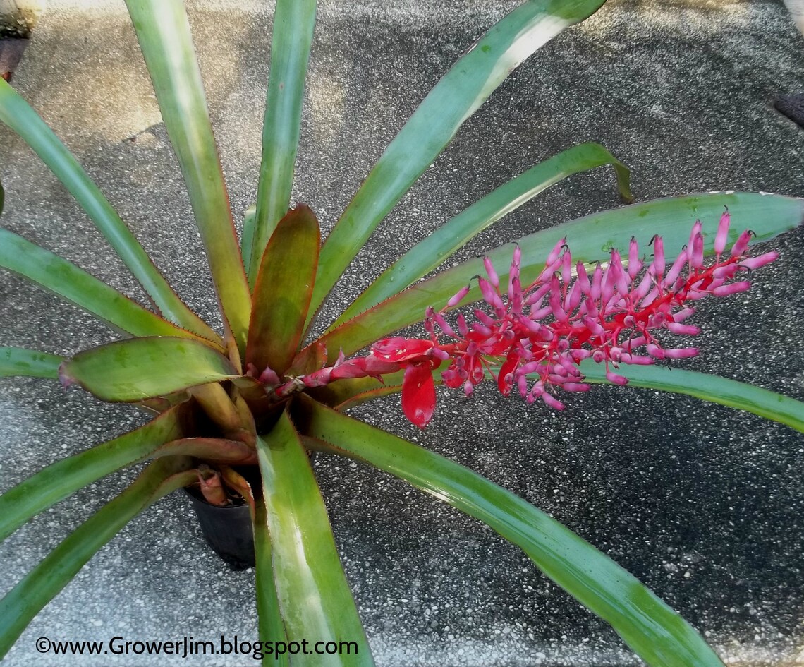 Portea Alatisepala Bromeliad Offset - Etsy