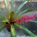 Portea Alatisepala Bromeliad Offset - Etsy