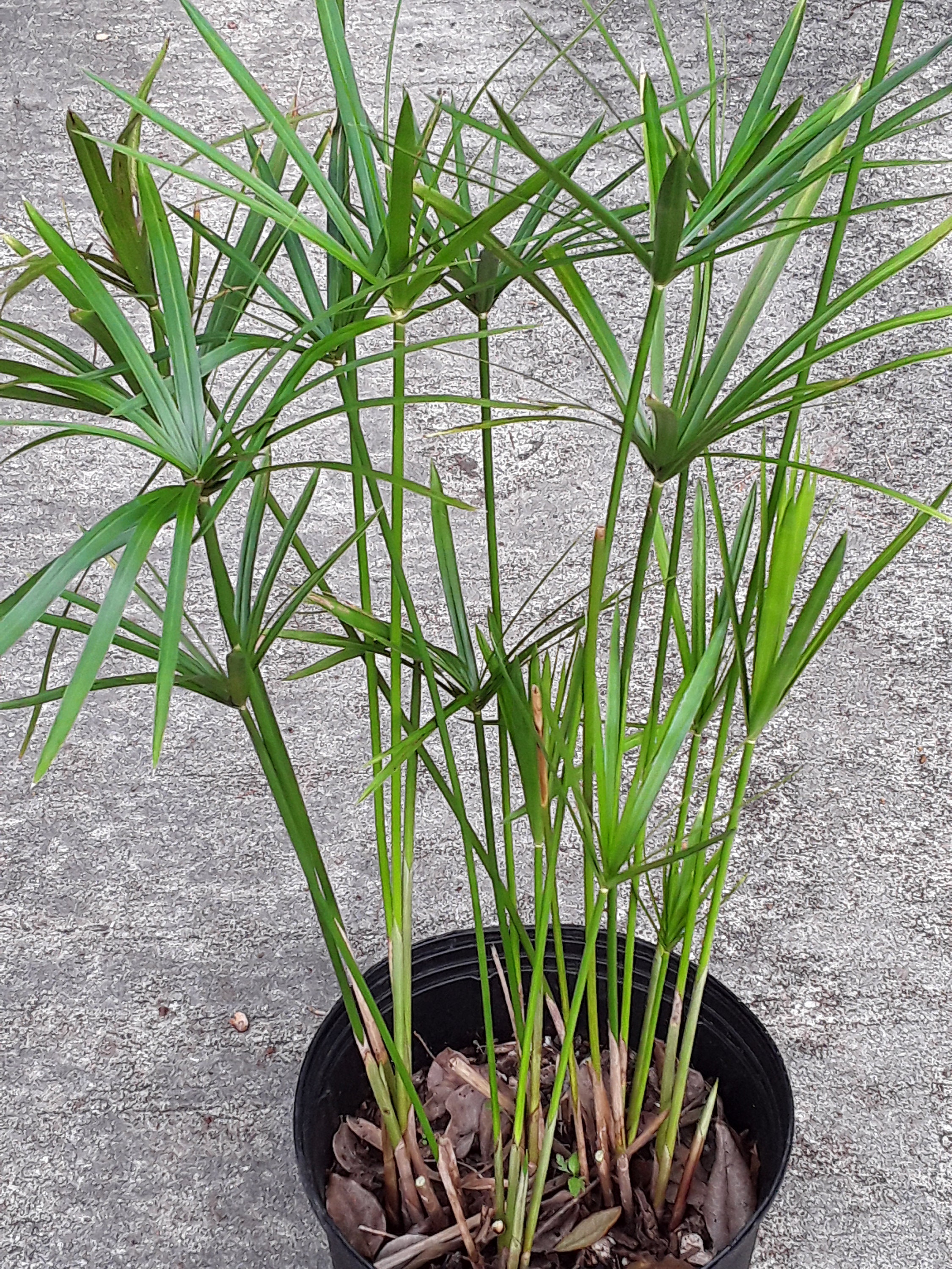 Cyperus Alternifolius - 2 SPROUTED Cuttings Ready to Plant! - Etsy