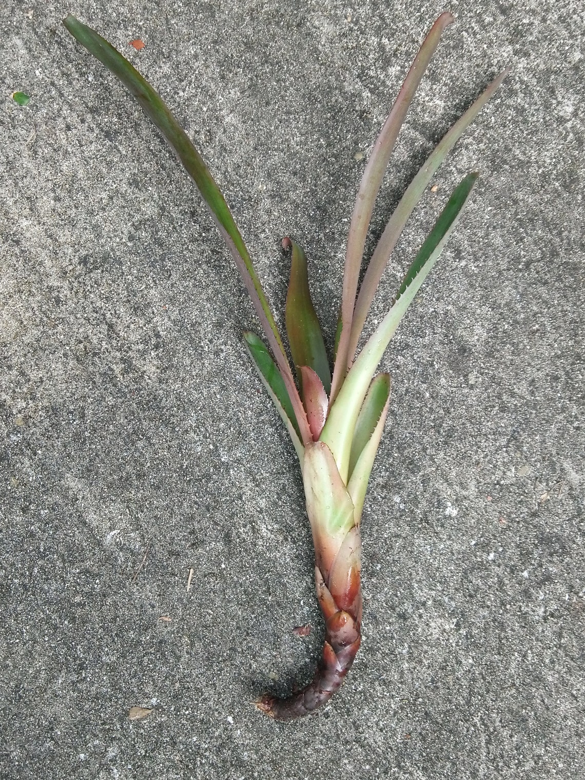 Portea Alatisepala Bromeliad Offset - Etsy