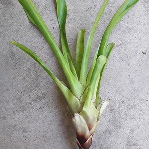 Portea Petropolitana Var. Extensa Bromeliad Offset - Etsy