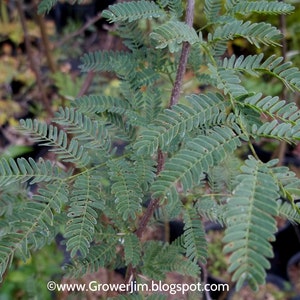 Vachellia Farnesiana (sweet Acacia) 25 Seeds - Etsy