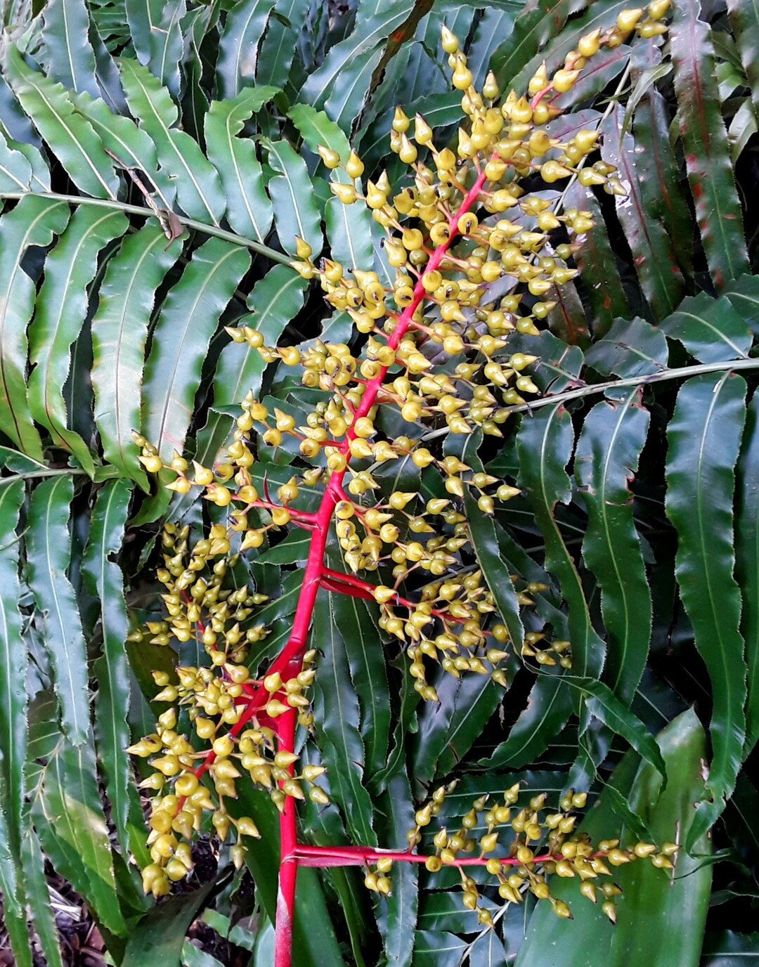 Aechmea Ramosa 'yellowstone' Bromeliad Offset - Etsy