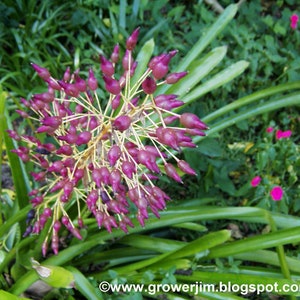 Portea Petropolitana Var. Extensa Bromeliad Offset - Etsy
