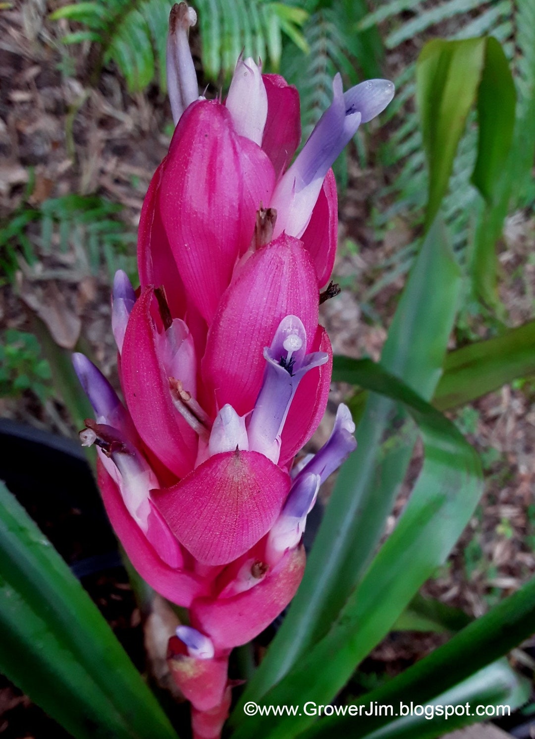 Portea Kermesina Bromeliad Offset - Etsy