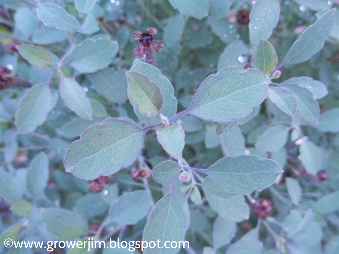 Quilquina herb seed Porophyllum ruderale ssp. ruderale 30 - Etsy.de