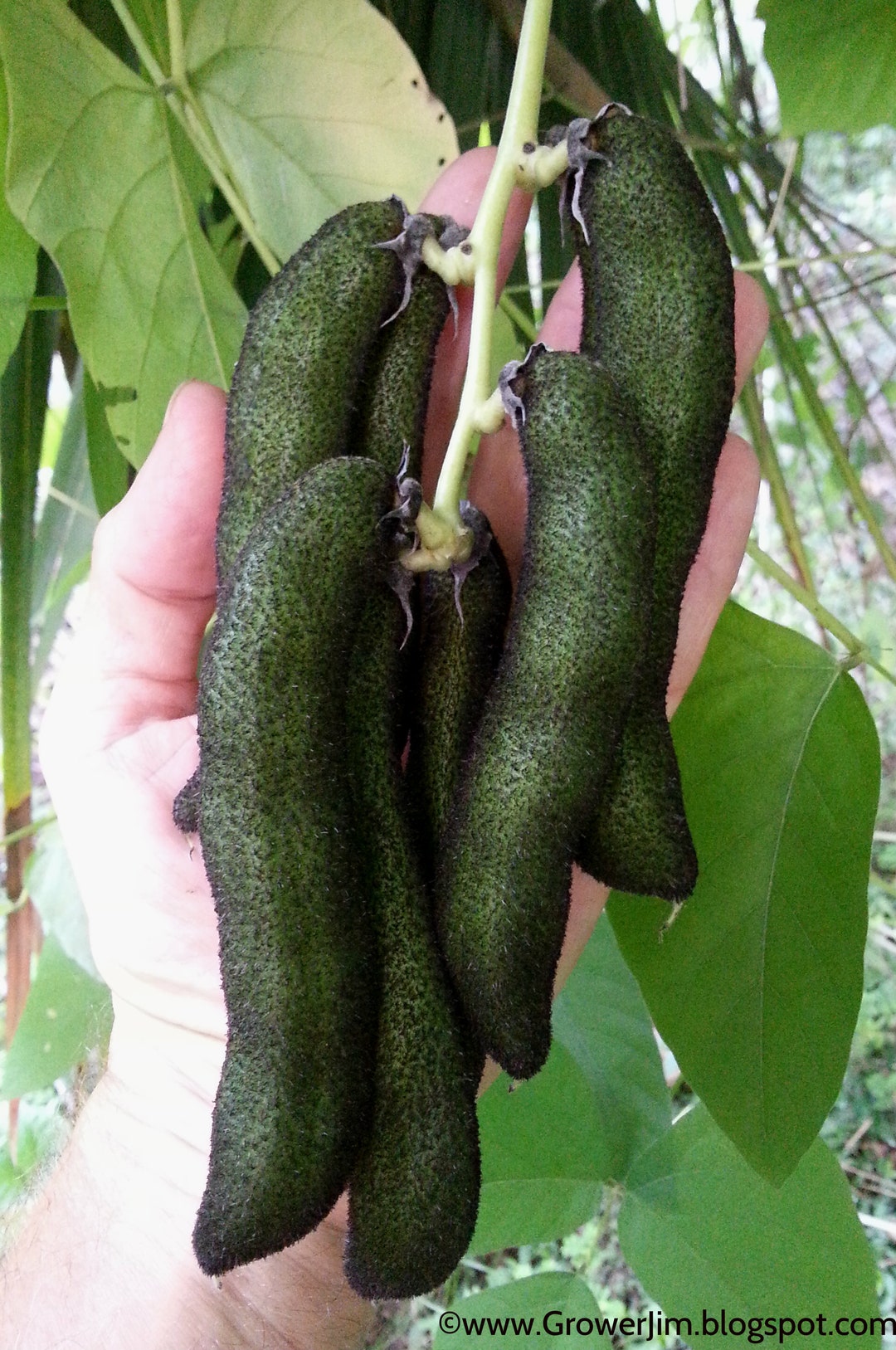 Velvet Bean (mucuna Pruriens), Itchless Cultivar 20 Seeds - Etsy