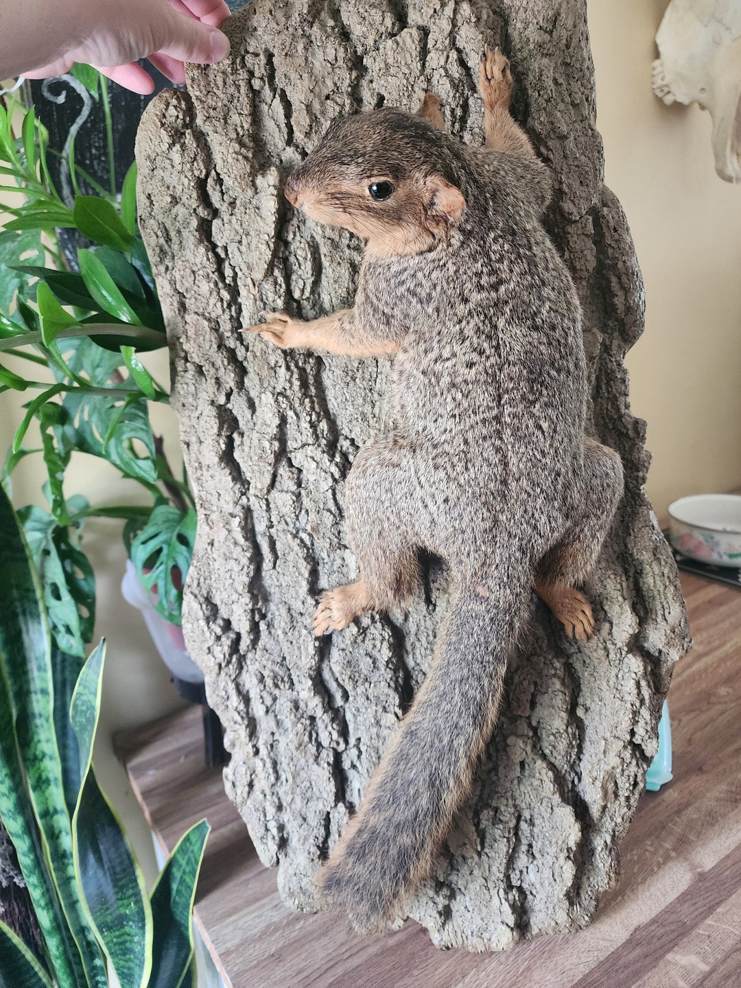 Large Full Body Taxidermy Squirrel Mounted on Faux Wood - Etsy