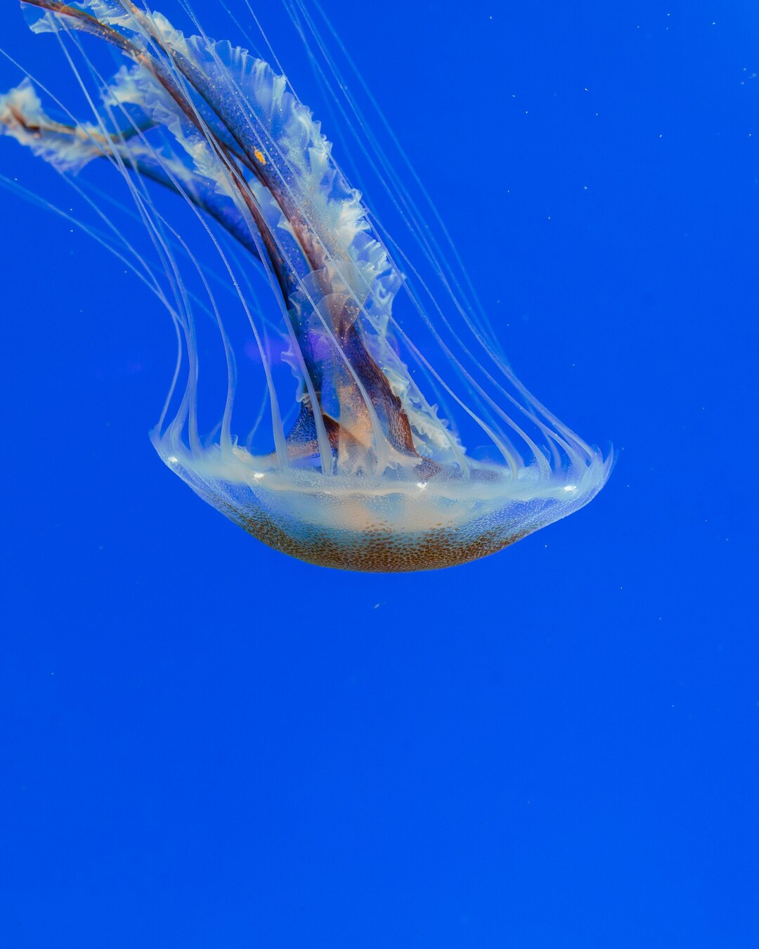 Glowing Jellyfish Photography Print Ocean Nature Wall Art Aquarium ...