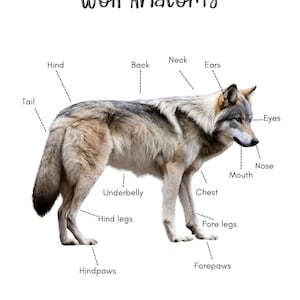 Wild World of Wolves- A Wolf Unit Study - Etsy