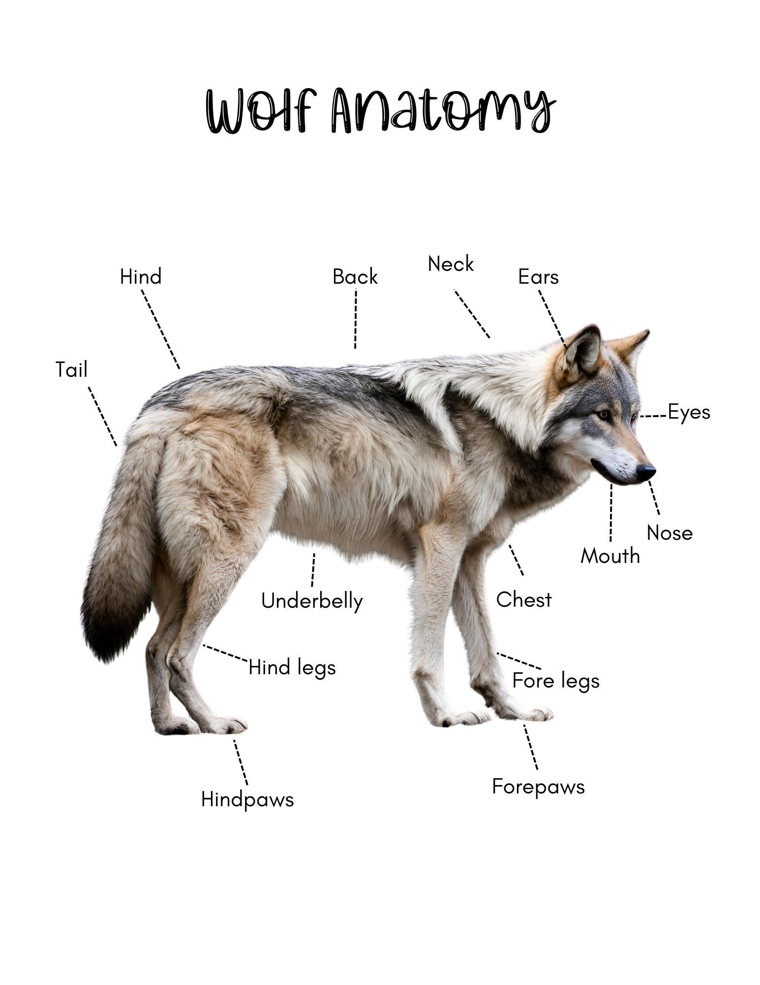 Wild World of Wolves- A Wolf Unit Study - Etsy