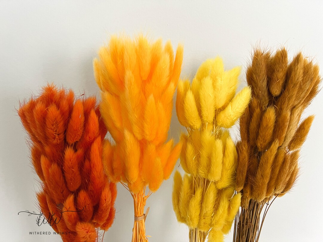 Bunny Tails - Warm Fall Colors (30 Stems per Pack) - Etsy
