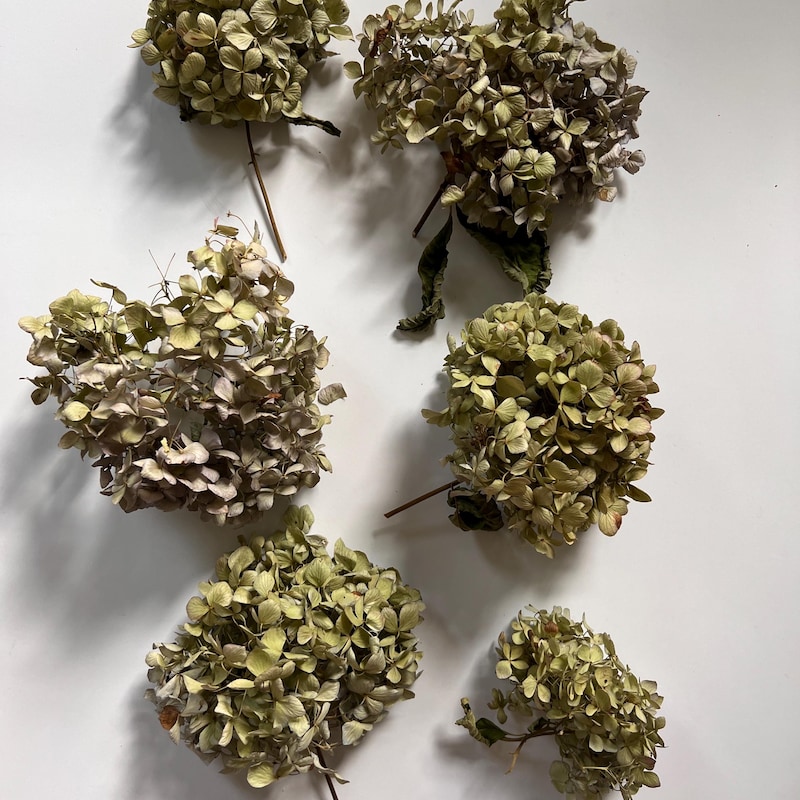 Dried Hydrangeas - Etsy
