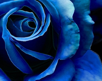 Blue Rose Photo - Etsy
