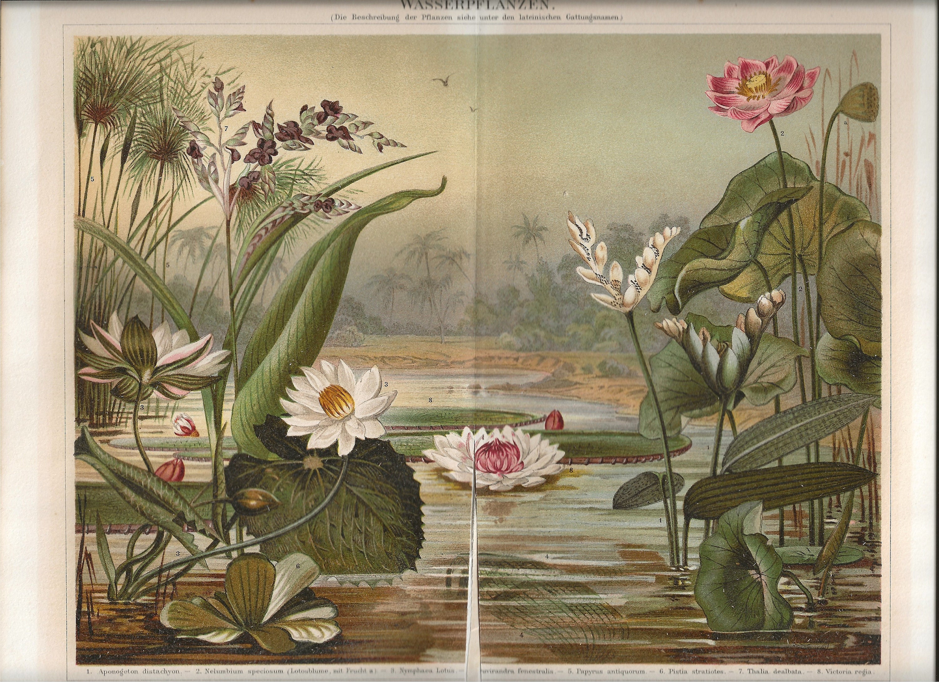 Aquatic Plants Art Nouveau Chromolithography, Vintage Color Print Rural ...