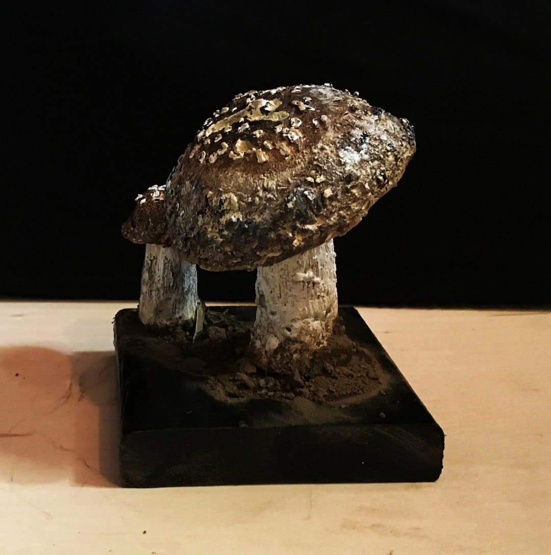 Mushroom Sculpture Model Lentinus Edodes Shiitake Bosque - Etsy España